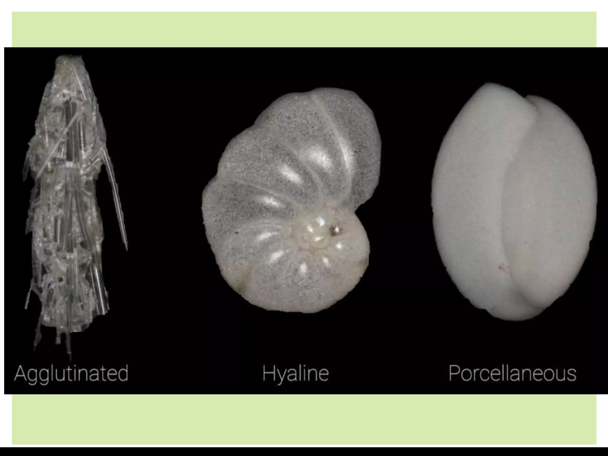 chapt. 6 Foraminifera - Copy.pptx