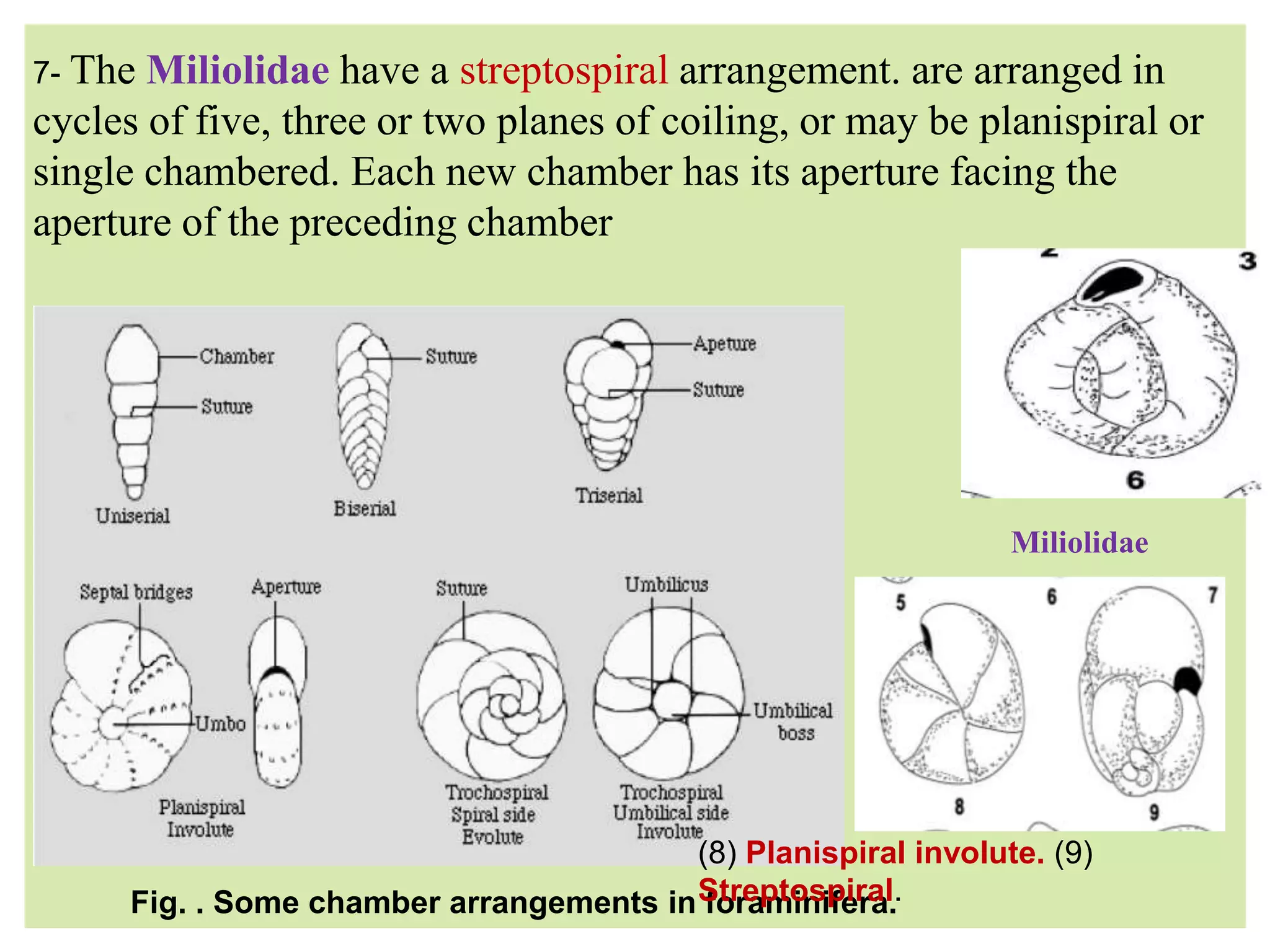 chapt. 6 Foraminifera - Copy.pptx