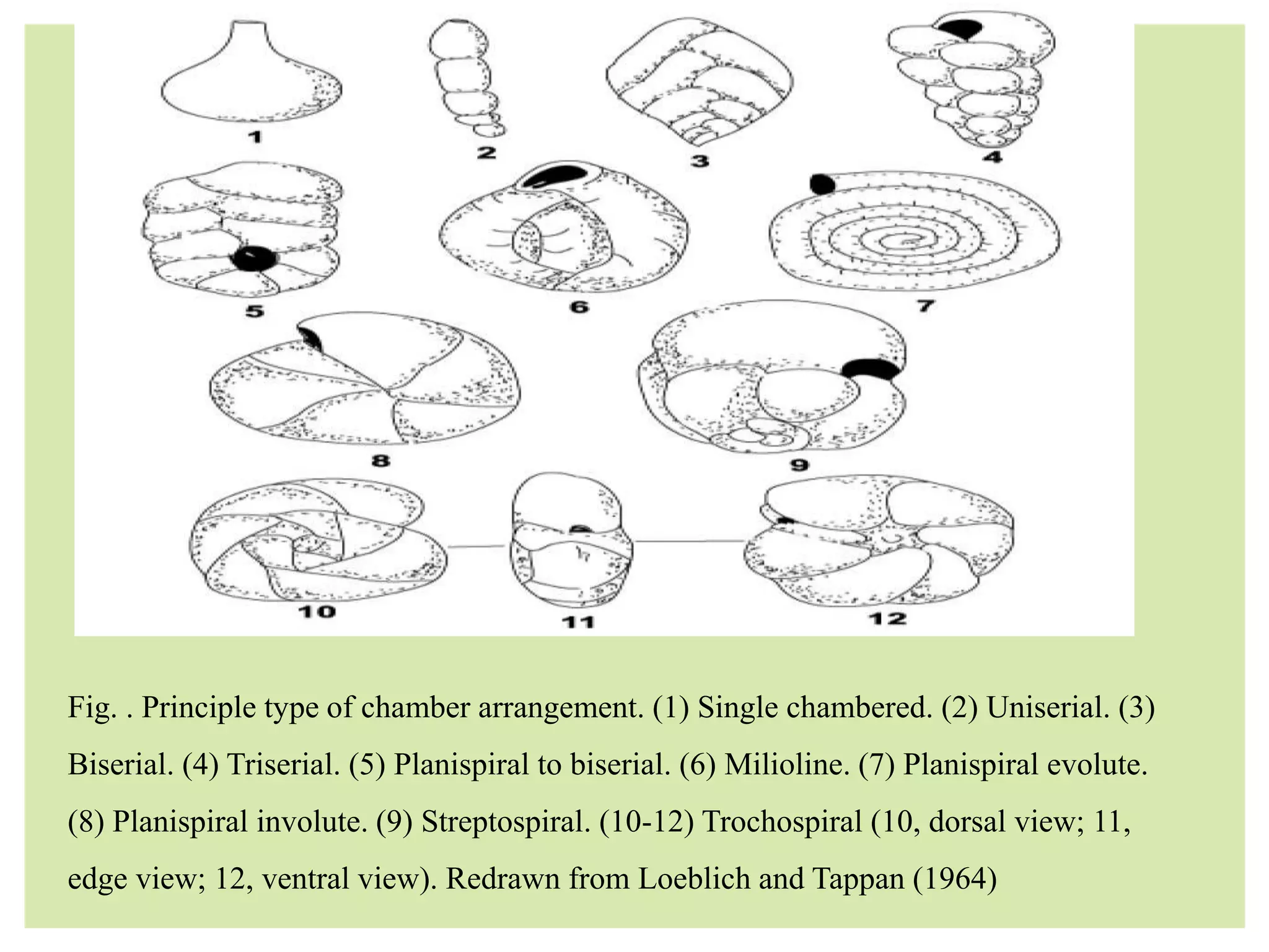 chapt. 6 Foraminifera - Copy.pptx