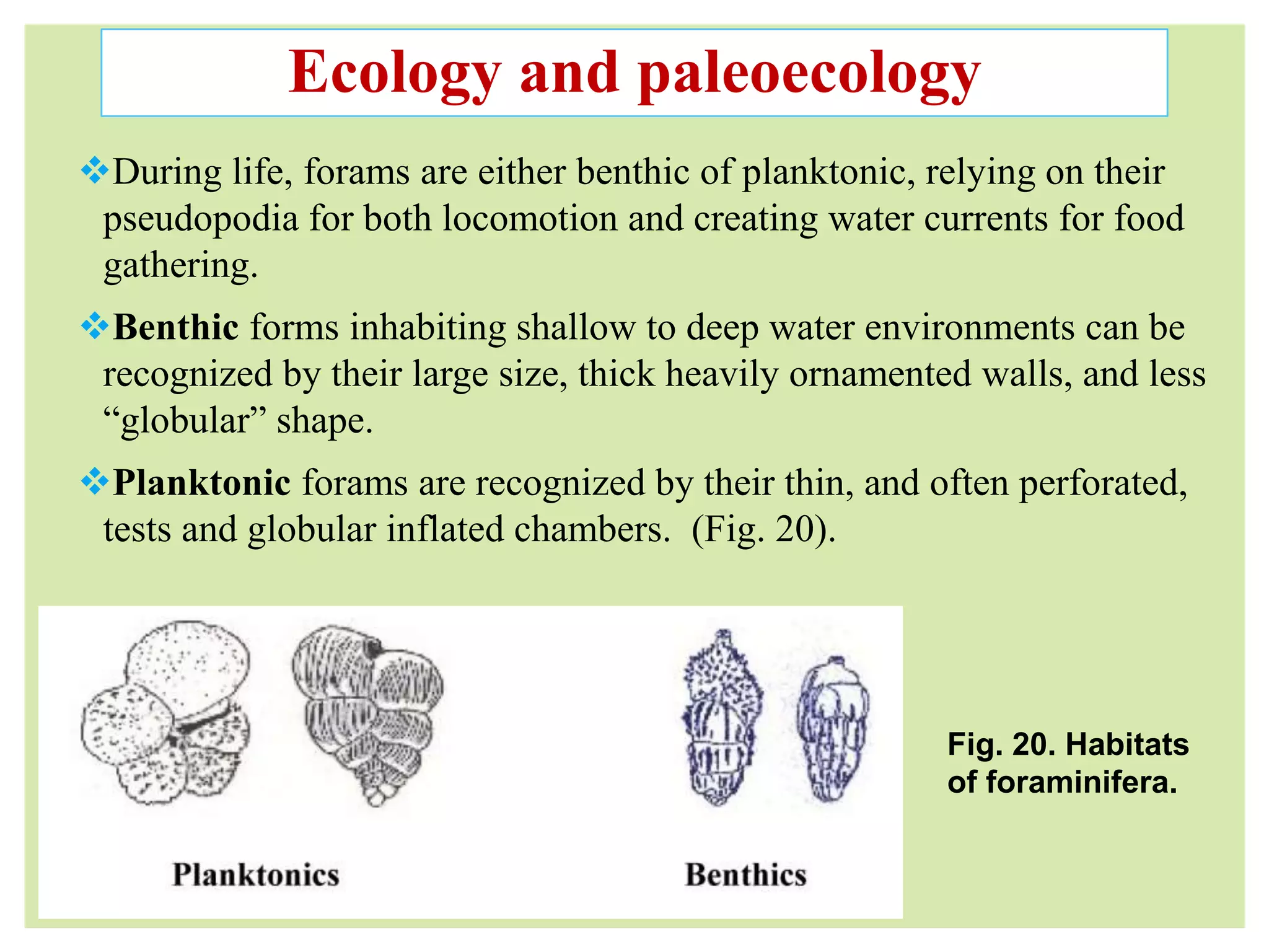 chapt. 6 Foraminifera - Copy.pptx