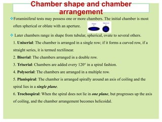 chapt. 6 Foraminifera - Copy.pptx