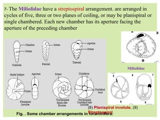 chapt. 6 Foraminifera - Copy.pptx