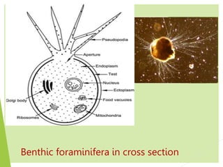 Foraminifera Microscope Labeled