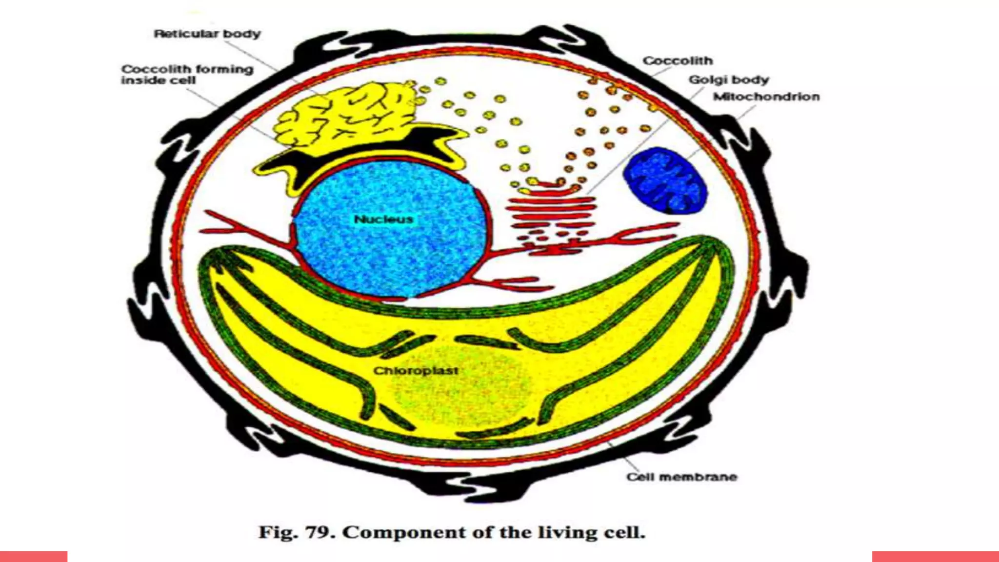 Chapt 9 Nannofossil Coccolithophores 1 Pptx
