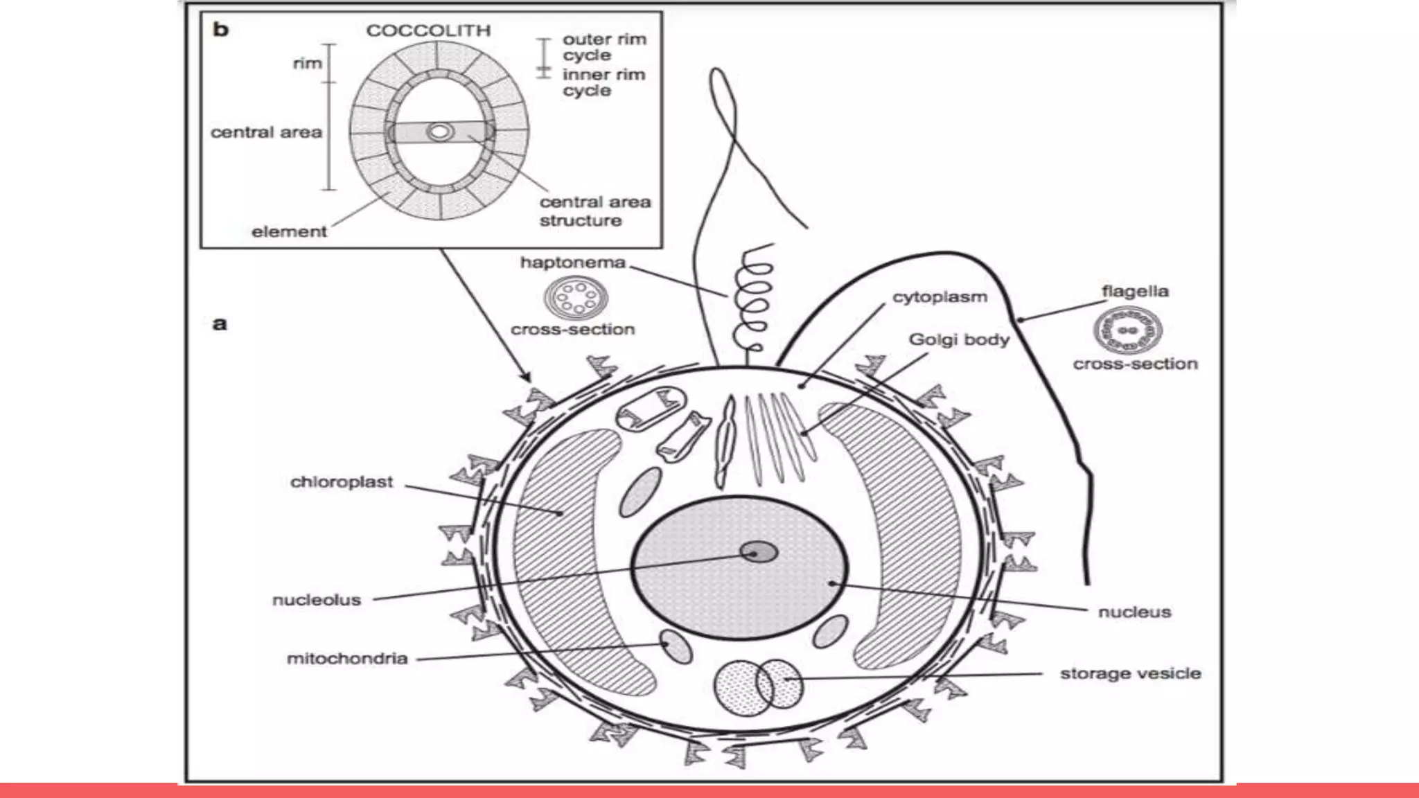 Chapt 9 Nannofossil Coccolithophores 1 Pptx