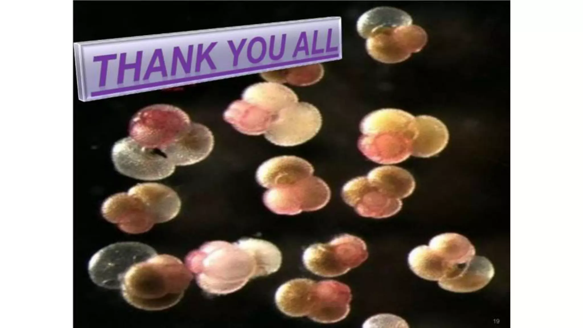 Chapt 9 Nannofossil Coccolithophores 1 Pptx