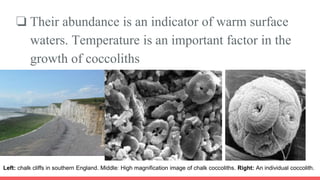 chapt. 9 nannofossil coccolithophores (1).pptx