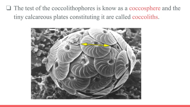 Chapt 9 Nannofossil Coccolithophores 1 Pptx