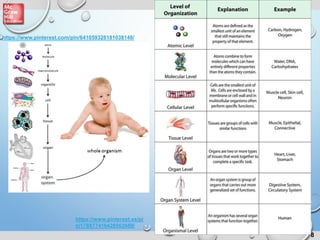 ppppppp | PPT | Biological Sciences | Science