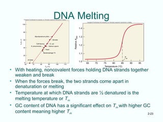 chapt02_lecture.ppt molecular biology 11 | PPT