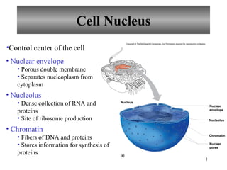 Cell nucleus, structure and functions.ppt