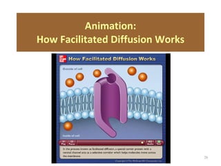 Facilitated Diffusion Animation