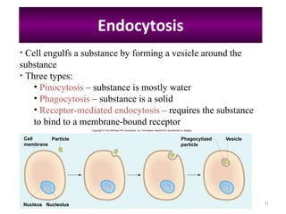 Pinocytosis Animation