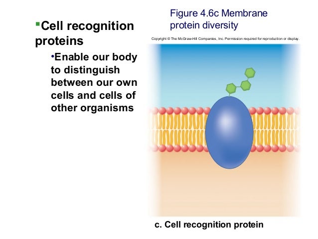 Cell Recognition Proteins
