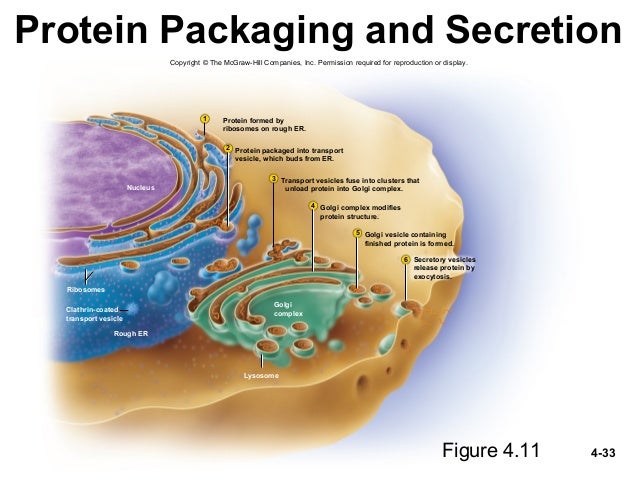 Genetics and Cellular Function