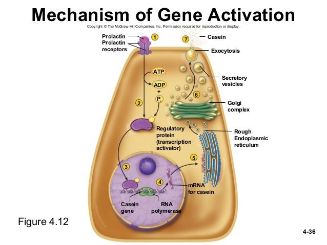 Genetics and Cellular Function