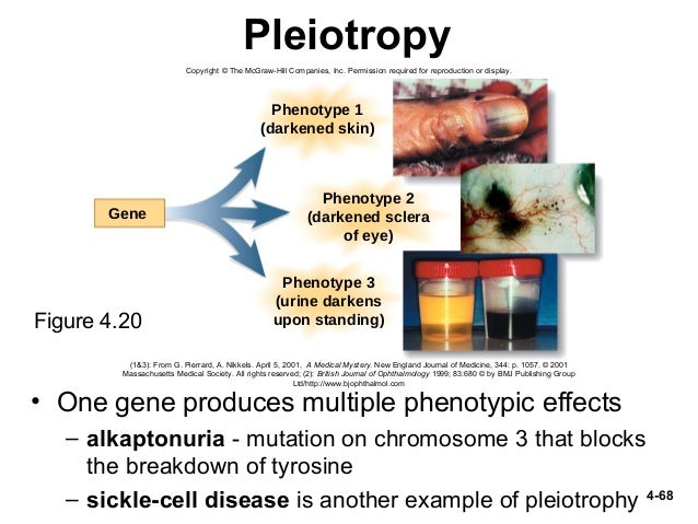 Genetics and Cellular Function