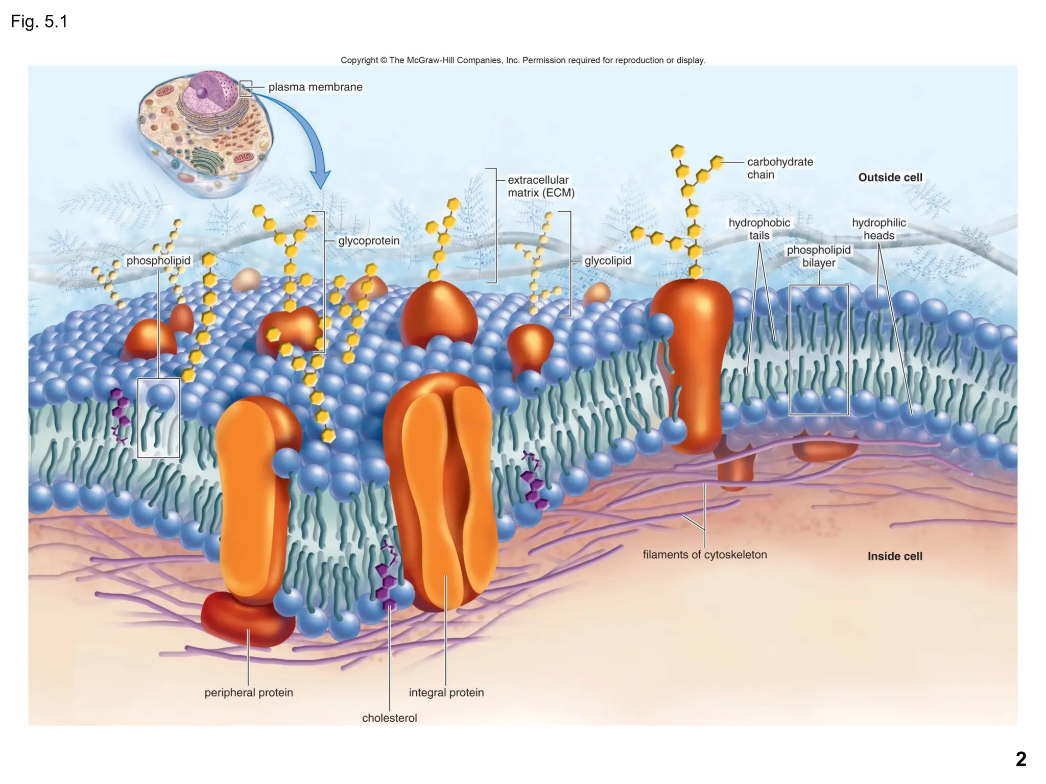 chapt05 image transport in cells membrane.ppt