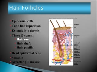 Chapt06 Holes Lecture Animation[1] | PPT