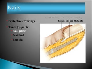 Chapt06 Holes Lecture Animation[1] | PPT