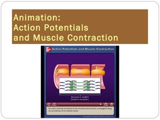 Model Of Sliding Filament Theory Animation