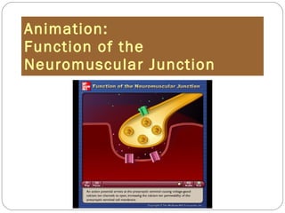 Neuromuscular Junction Animation