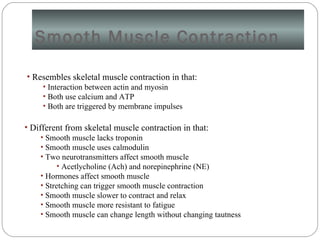 Smooth Muscle Contraction Animation