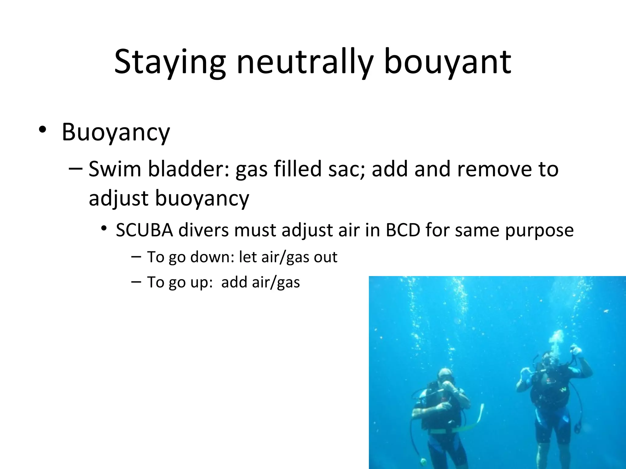 Chapt 10 bony fishes | PPT