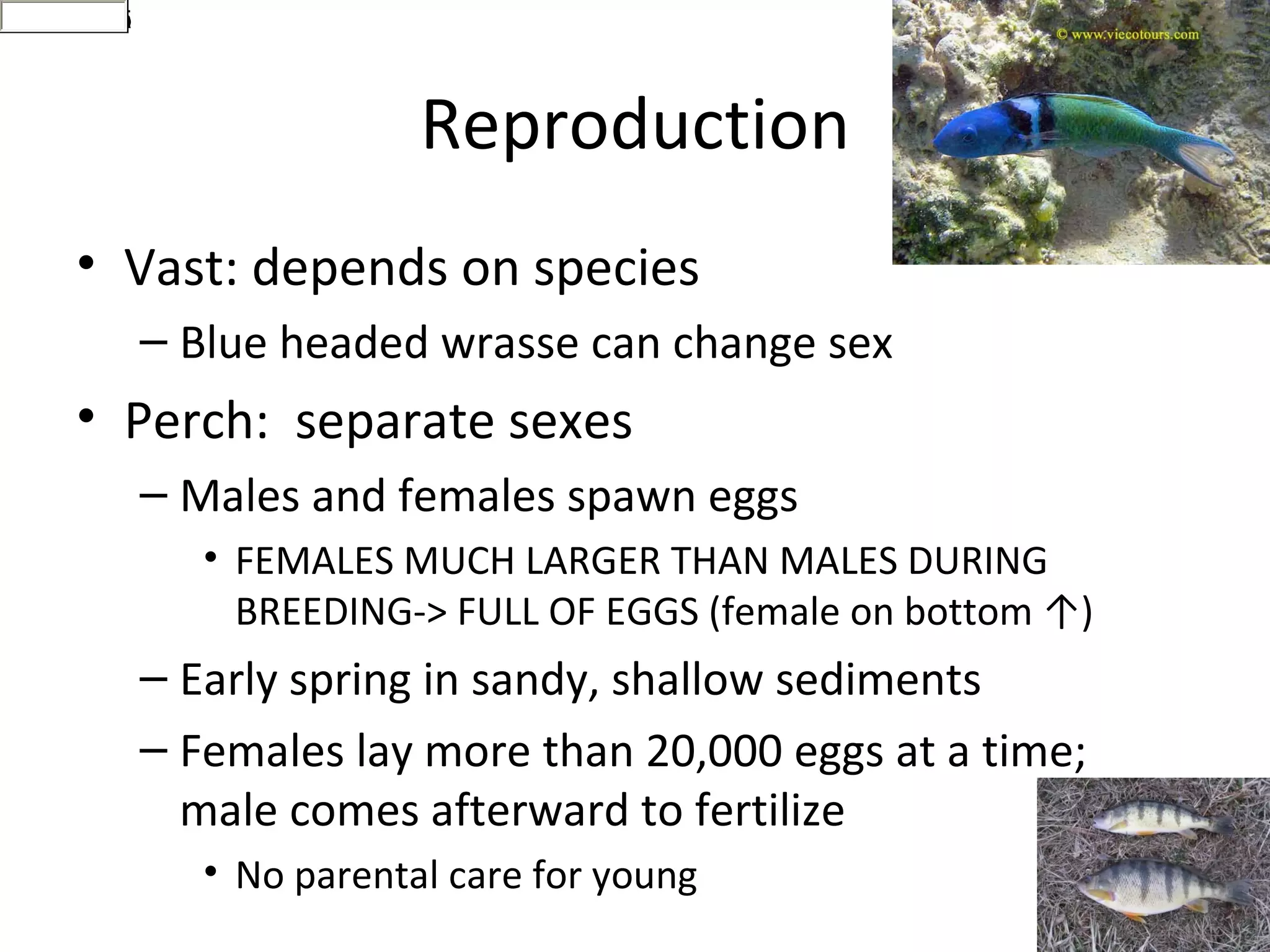 Chapt 10 bony fishes | PPT