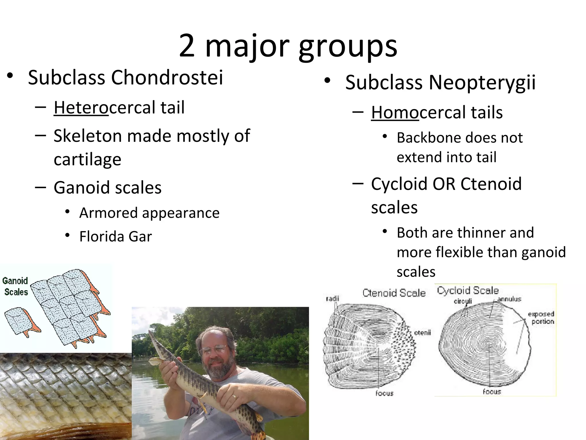 Chapt 10 bony fishes | PPT