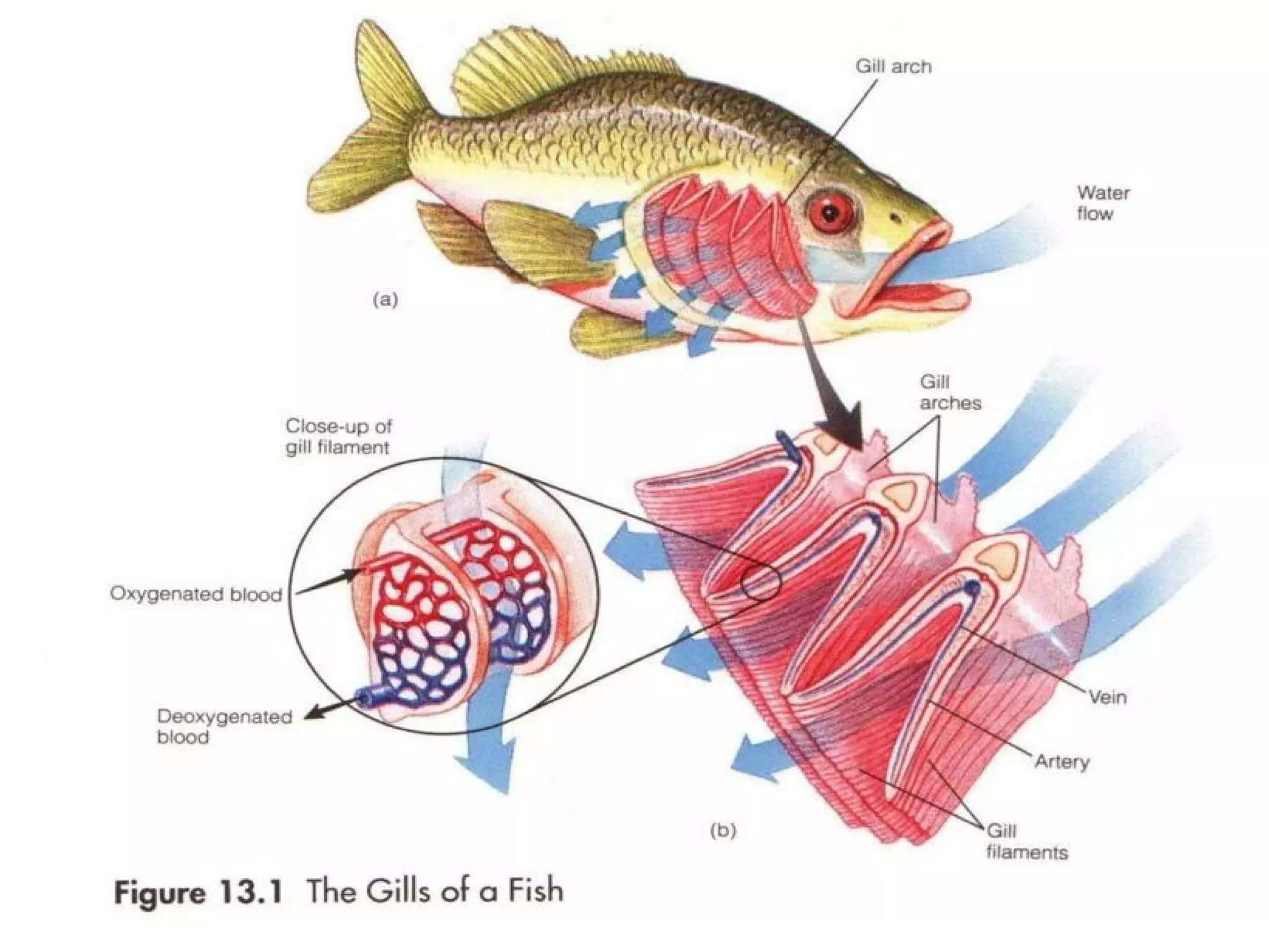 Chapt 10 bony fishes | PPT