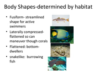 Chapt 10 bony fishes | PPT