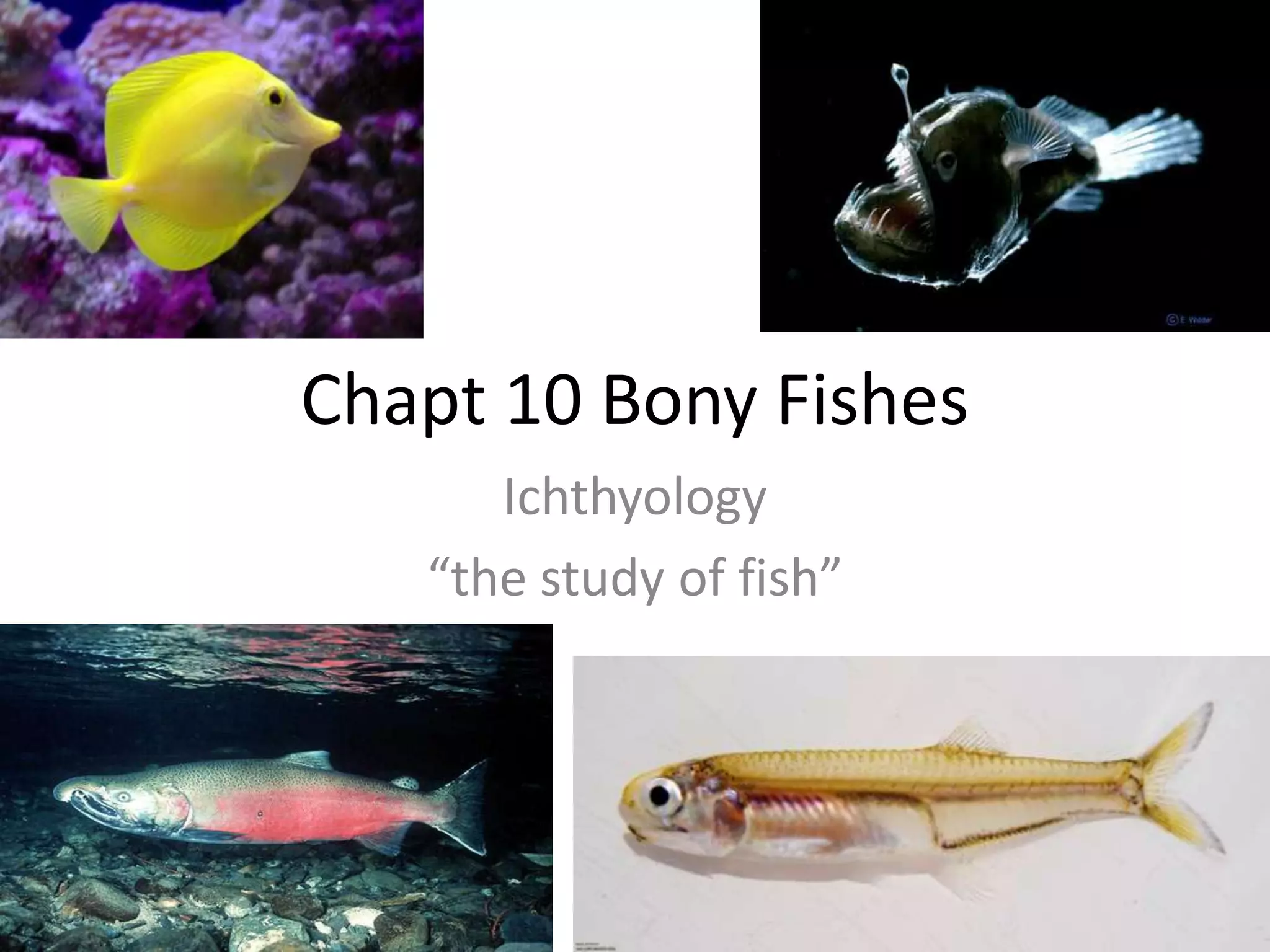 Chapt 10 bony fishes | PPT