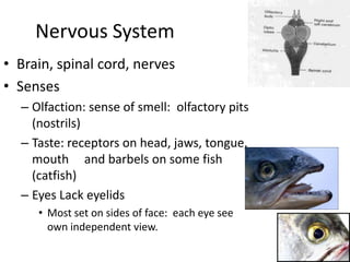 Chapt 10 bony fishes | PPTX