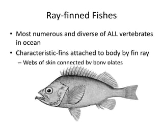 Chapt 10 bony fishes | PPT