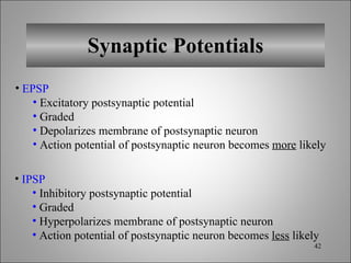 Action Potential Neuron Animation