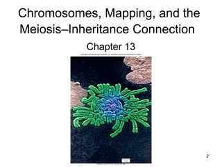 Chapt13lectureanim 151110032439-lva1-app6892 | PPT