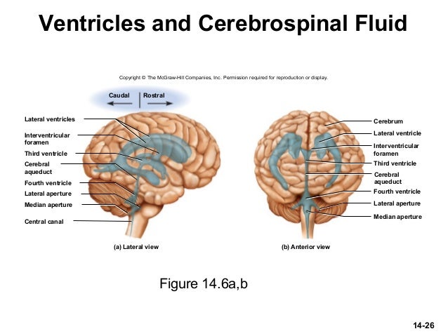 Medial And Lateral Apertures