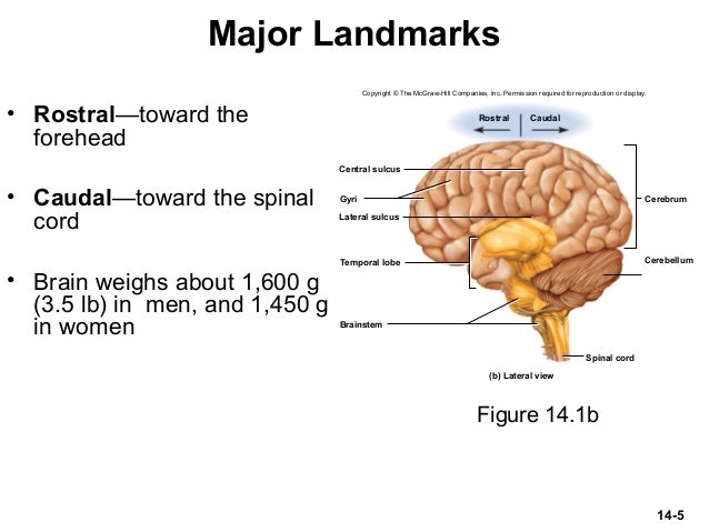 Rostral Definition Anatomy