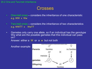 Chapt20 lecture | PPT