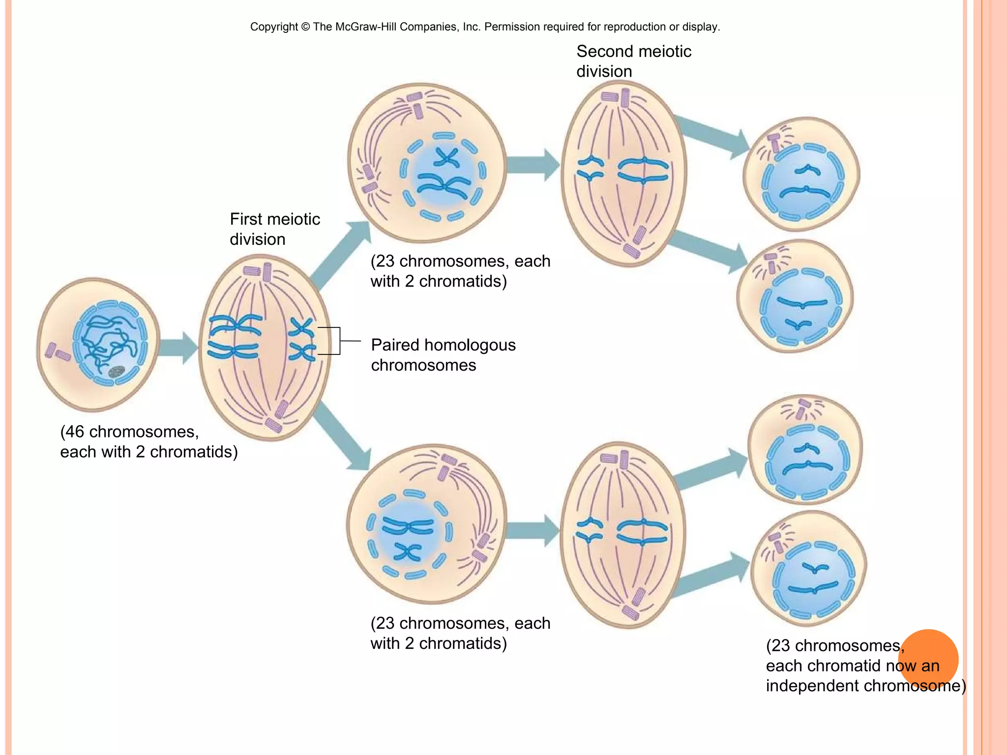 Chapt22 reproductive | PPT