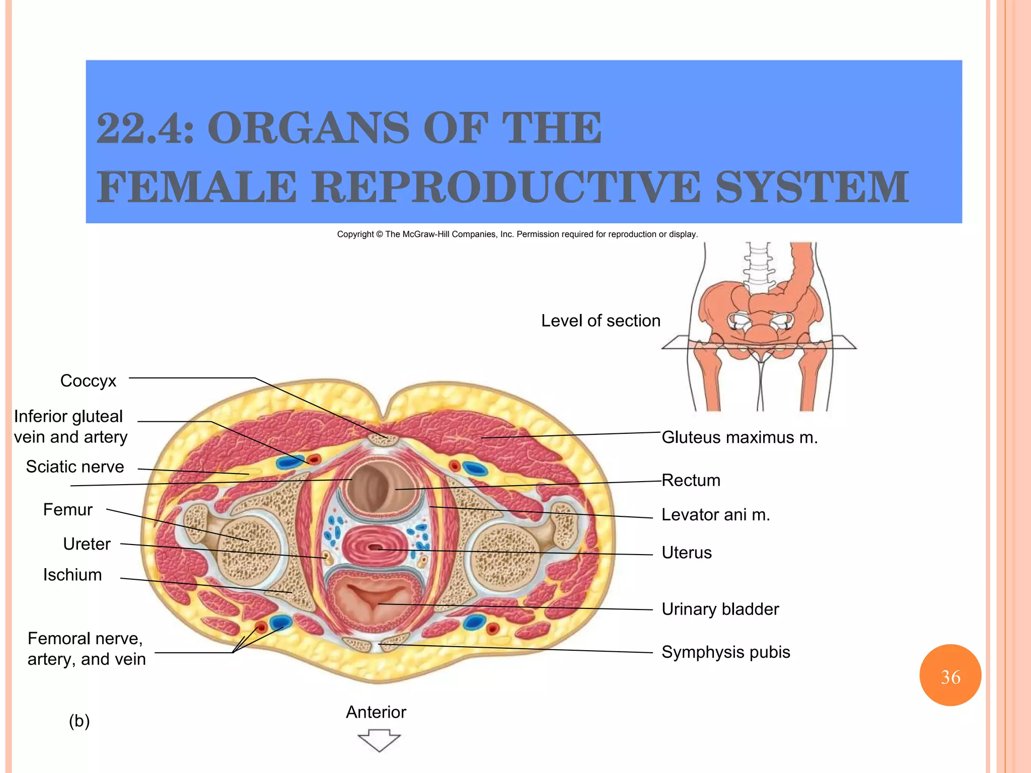 Chapt22 reproductive | PPT