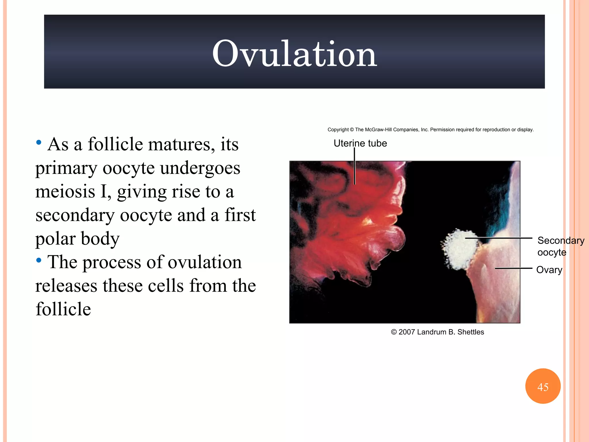 Chapt22 reproductive | PPT | Sexual Conditions | Sexual Health