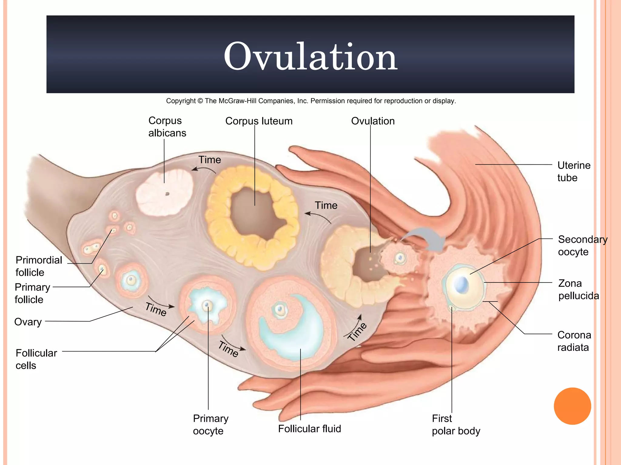 Chapt22 reproductive | PPT | Sexual Conditions | Sexual Health