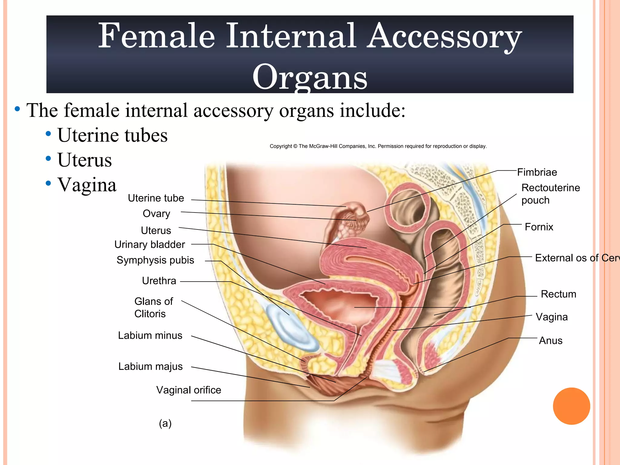 Chapt22 reproductive | PPT | Sexual Conditions | Sexual Health