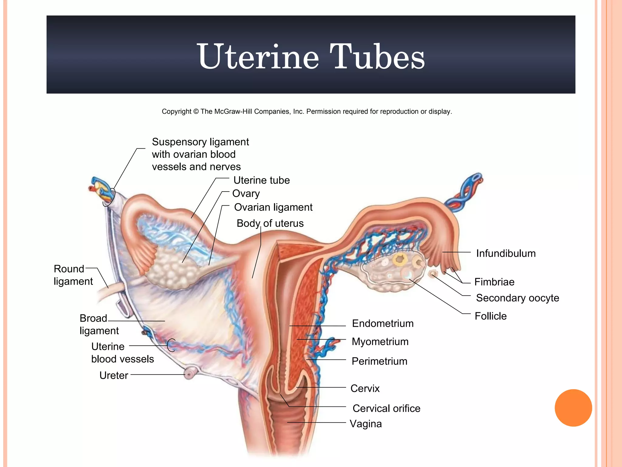 Chapt22 reproductive | PPT | Sexual Conditions | Sexual Health