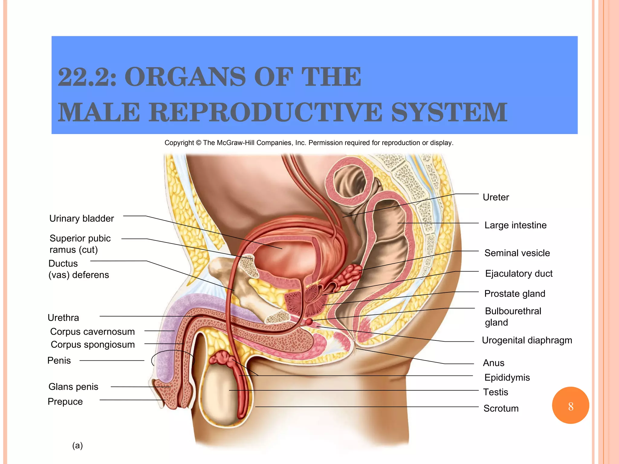 Chapt22 reproductive | PPT
