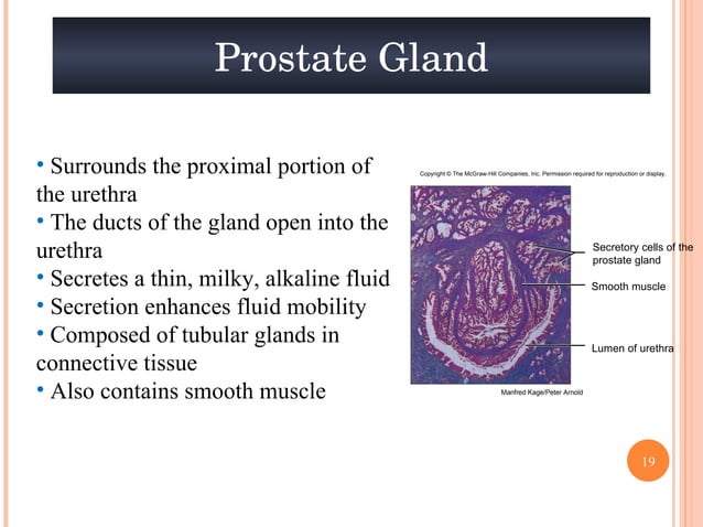 Chapt22 reproductive | PPT | Sexual Conditions | Sexual Health