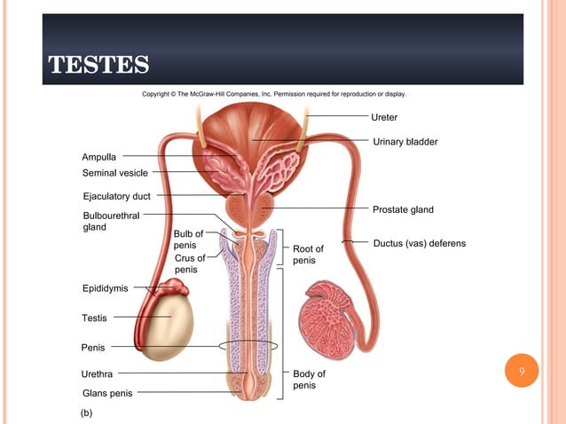 Chapt22 reproductive | PPT