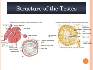 Chapt22 reproductive | PPT